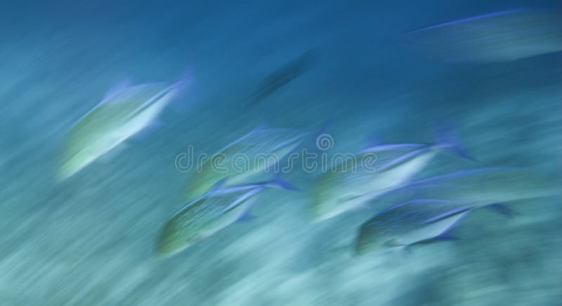 Fast moving school of fish stock photo. Image of marine - 12735942