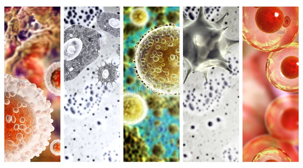 Rapid Bacteria Growth Stock Illustrations – 54 Rapid Bacteria Growth ...