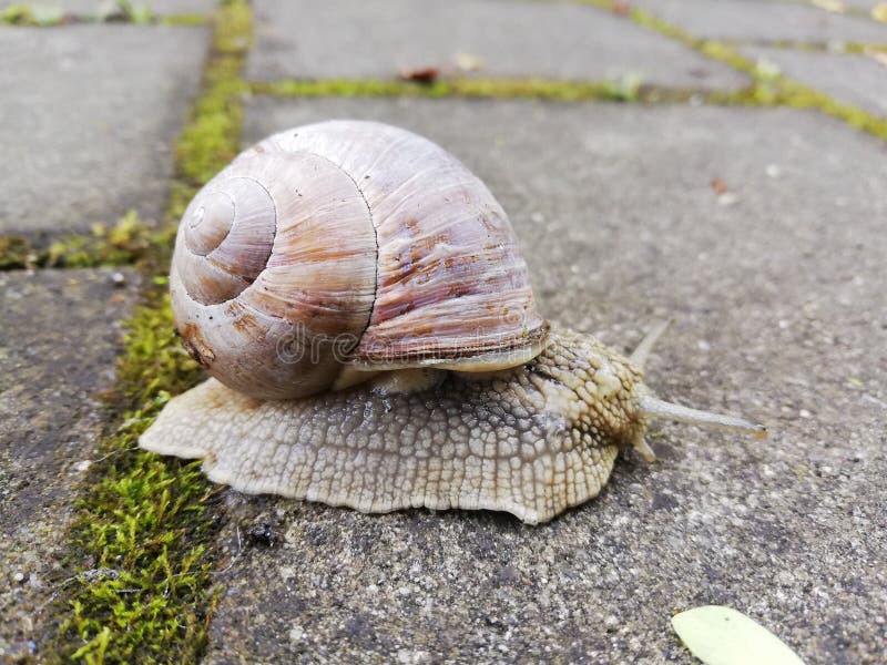 Fast old snail stock image. Image of fast, slow, foward - 229937859