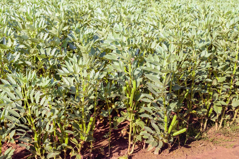 Fast Reife Puffbohnen Der Ernte Vom Abschluss Stockfoto - Bild von ...