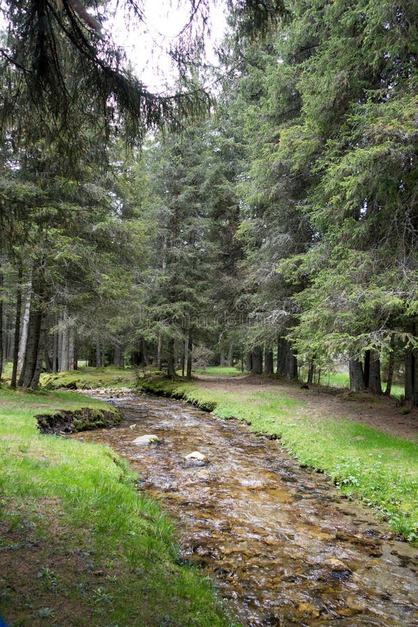 Fast River Near Forest in Bucegi Mountains, Romania Stock Photo - Image ...