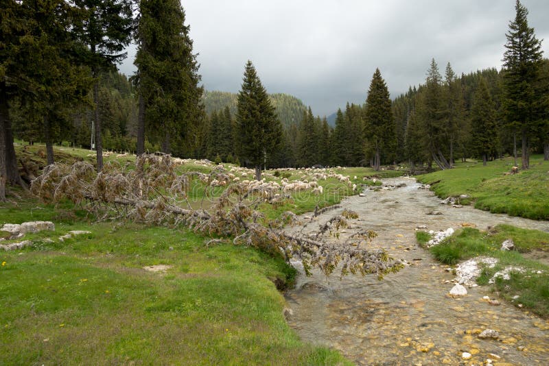 Fast River Near Forest in Bucegi Mountains, Romania Stock Photo - Image ...