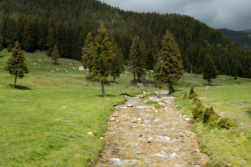 Fast River Near Forest in Bucegi Mountains, Romania Stock Image - Image ...