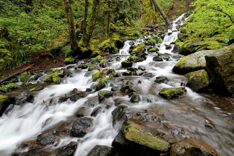Fast Running Forest Stream stock photo. Image of fast - 40731422