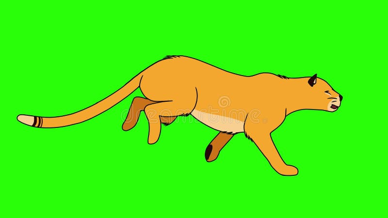 Fast Running Tiger Cat Character on Green Screen Animation . Stock ...