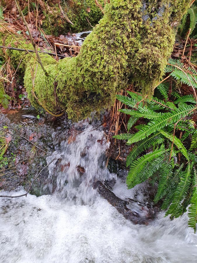 Fast Running Water on the Moors Stock Image - Image of branch, flower ...
