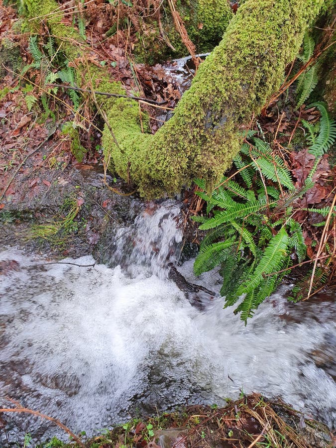 Fast Running Water on the Moors Stock Photo - Image of stream, autumn ...