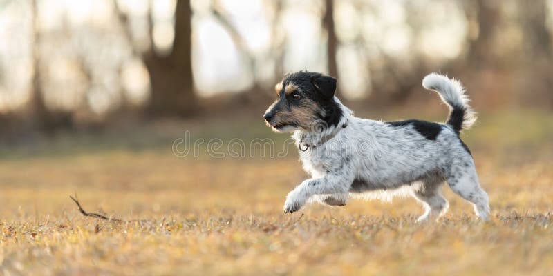 Fast Small Jack Russell Terrier Dog is Running Sideways Over a Meadow ...
