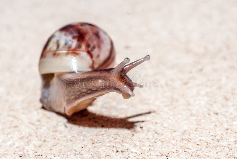 Fast snail stock photo. Image of white, speed, fast, animal - 21136236