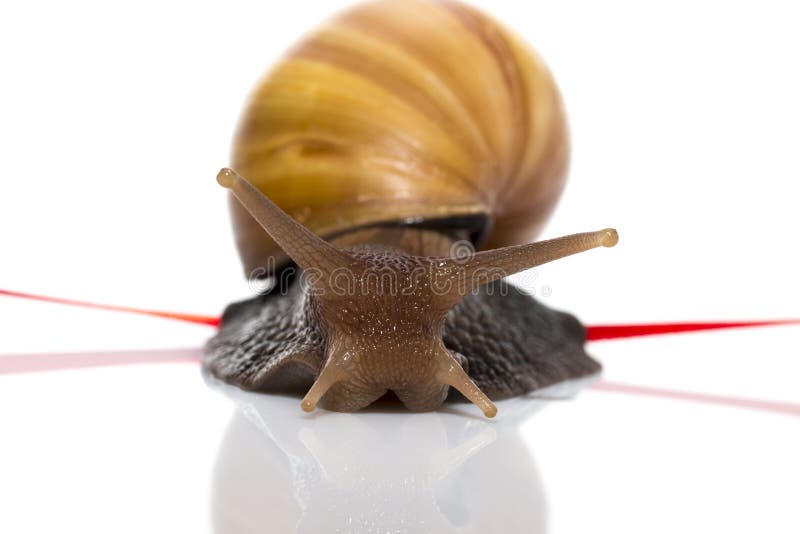 The fast snail stock image. Image of small, lifestyle - 32883399