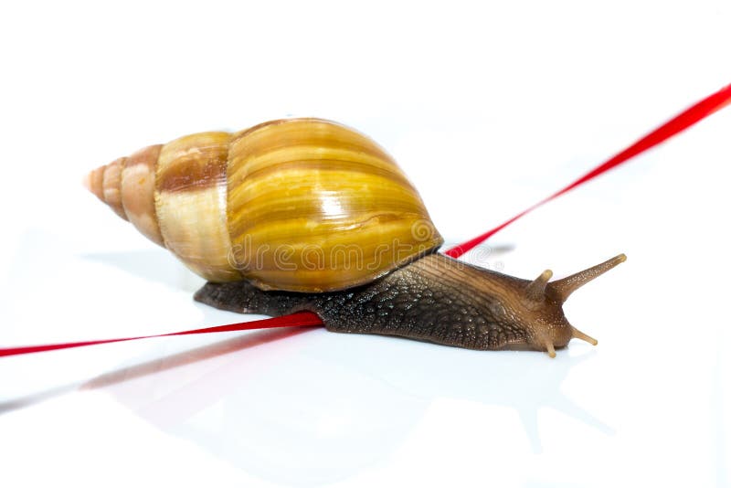 The fast snail stock image. Image of small, lifestyle - 32883399