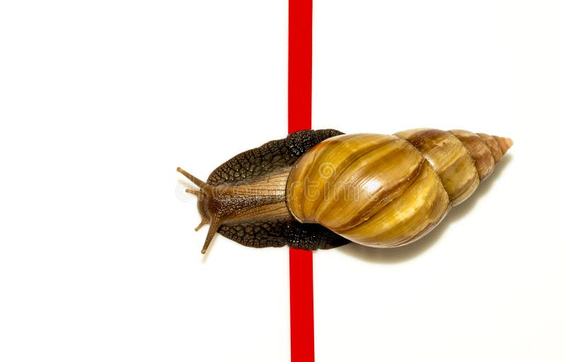 Fast Snail Speed Concept Snail Run On The Green Leaf Stock Photo ...