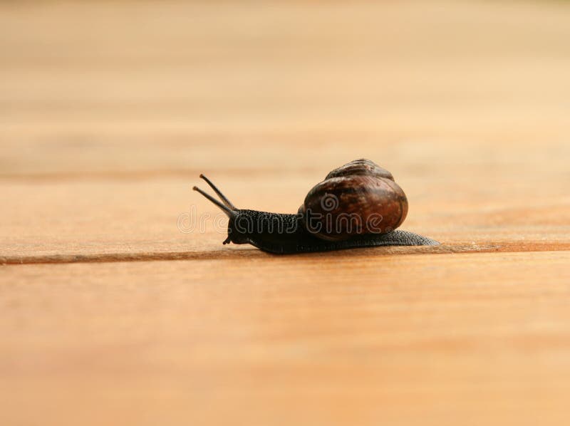 Fast snail stock image. Image of house, shell, mollusc - 68484769