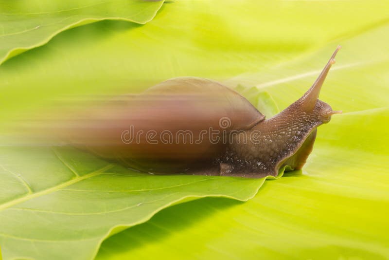 Fast Snail Speed Concept Snail Run on the Green Leaf Stock Photo ...