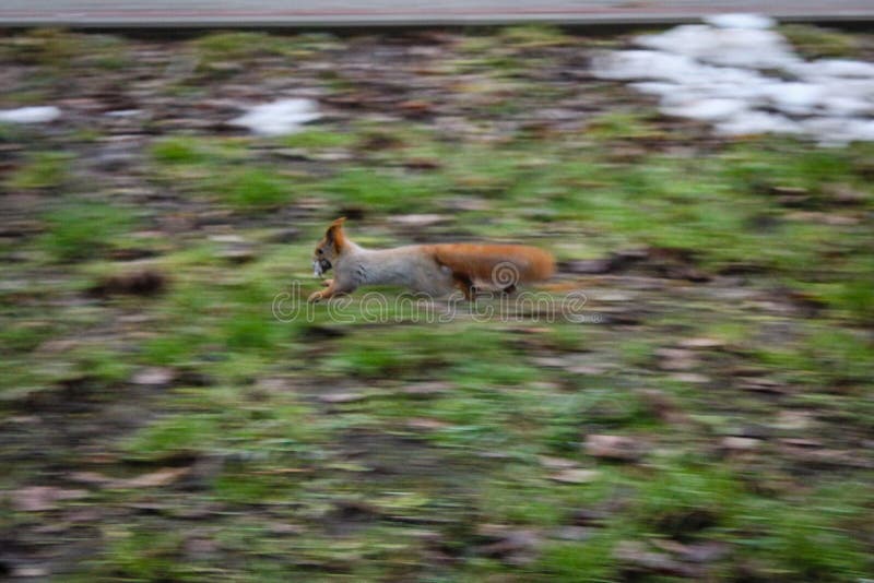 Squirrel Fast Runs on the Spring Tree. Funny Animal in the Park Stock ...