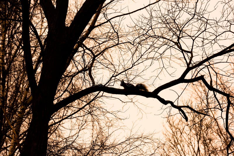Fast Squirrel Running Across a Tree Branch.. Stock Image - Image of ...