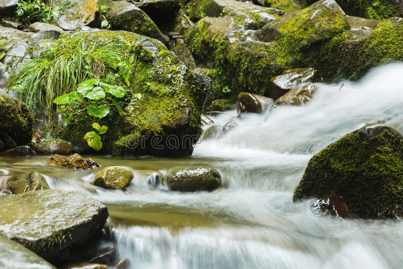 Fast stream in forest stock image. Image of river, creek - 77499325