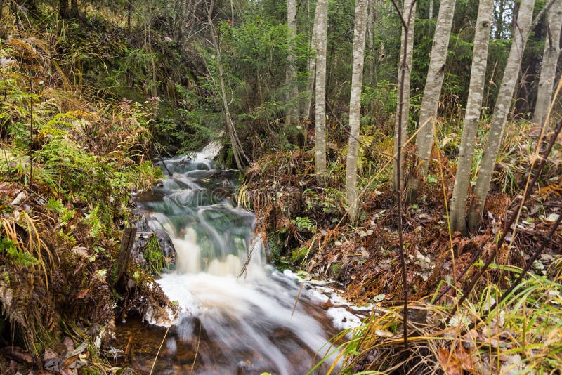 Fast stream in the forest stock photo. Image of light - 139838790