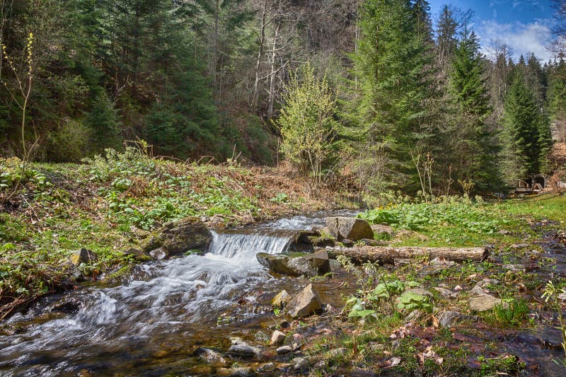 Fast Stream in a Mountain Forest Stock Image - Image of mountain ...