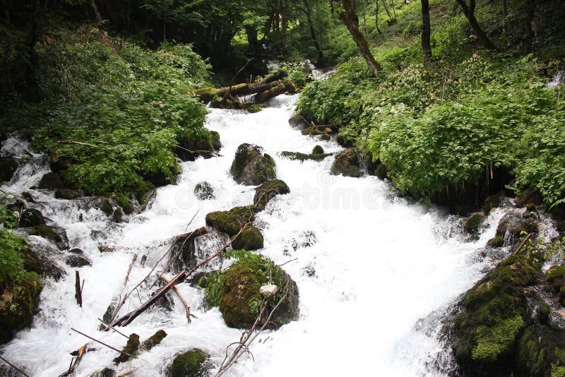 Fast stream of the river stock photo. Image of rapid - 172674382