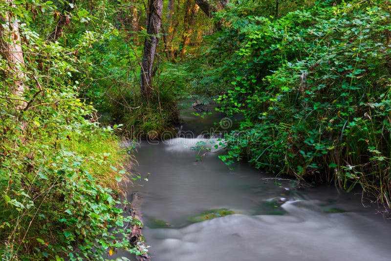 Brook stock photo. Image of freshness, water, rivulet - 60361104
