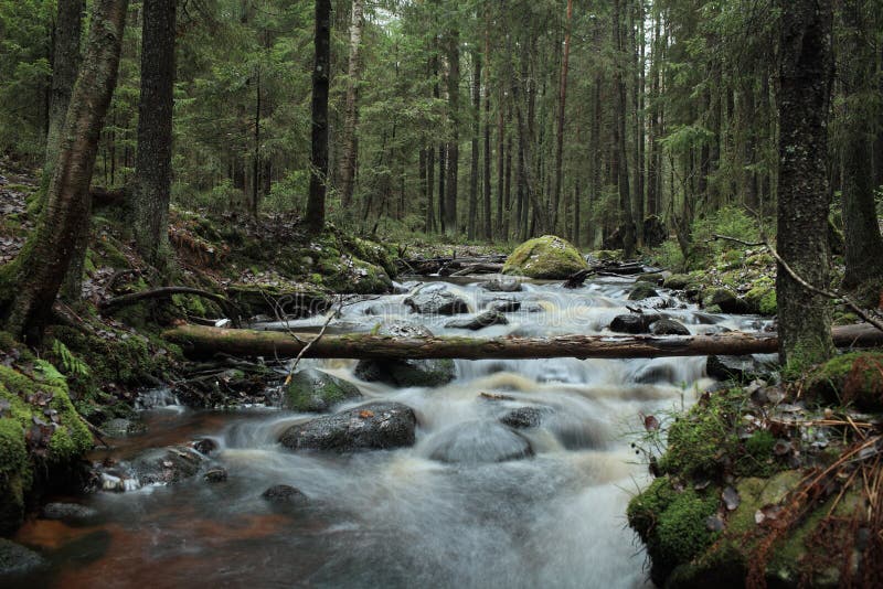Fast White River in the Coniferous Forest Stock Photo - Image of ...