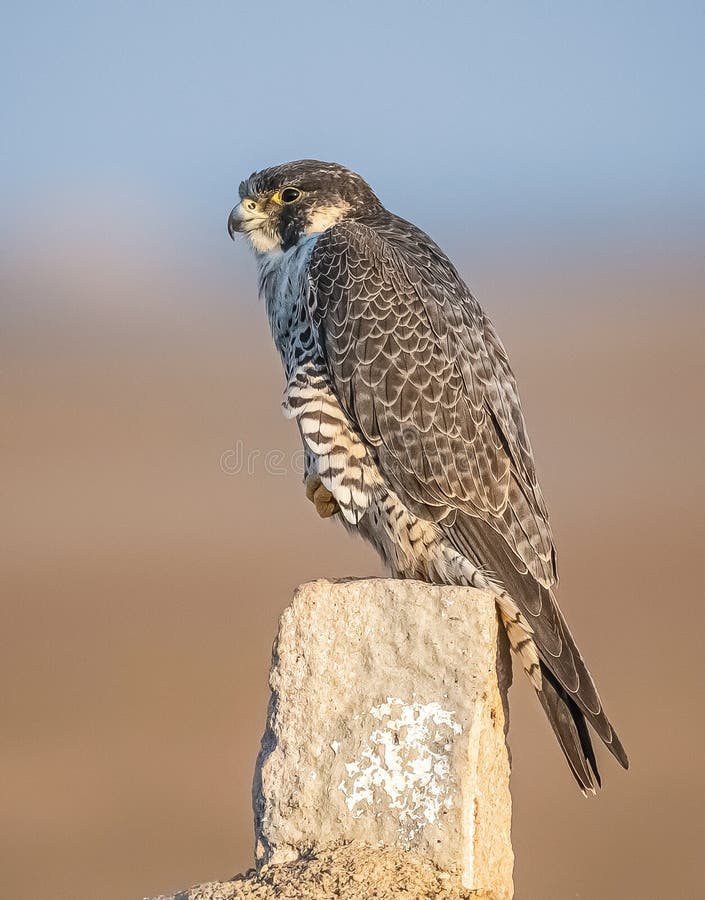 Fastest Hunting Bird Peregrine Falcon Stock Image - Image of falcon ...