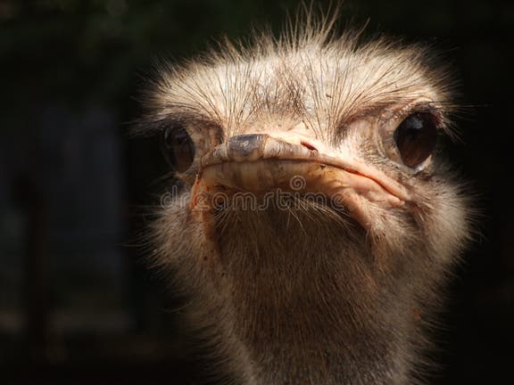 Fastidious stock image. Image of black, curious, fastidious - 3190411