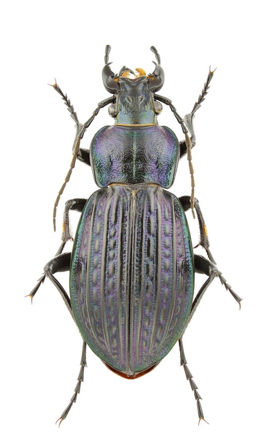 Fastuosus Do Ullrichii De Carabus Imagem de Stock - Imagem de fauna ...