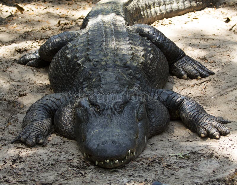 Fat Alligator on Ground stock image. Image of animal - 87753091