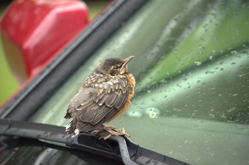 Fat Baby robin stock photo. Image of beak, sleepy, bird - 124448160