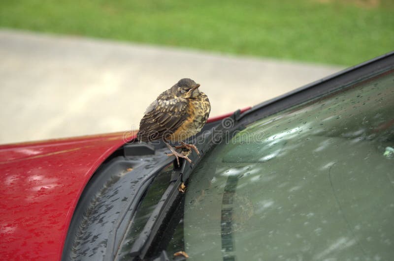 Fat Baby robin stock photo. Image of wildlife, bird - 124448696