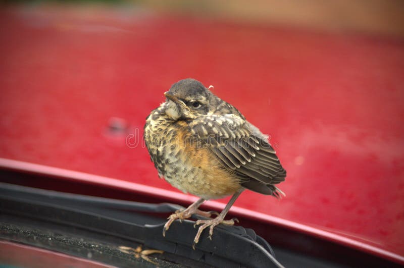Fat Baby robin stock photo. Image of robin, nature, downy - 124448704