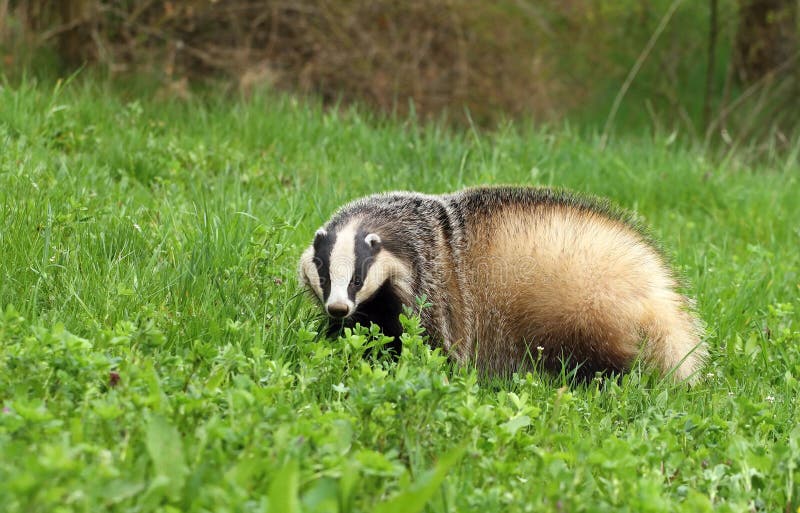 Fat badger in spring stock photo. Image of animal, tree - 70725748