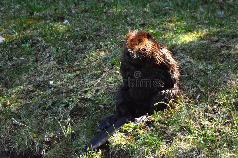 A Fat Beavers Sits Up Looking Around Along the Shore of a River Stock ...