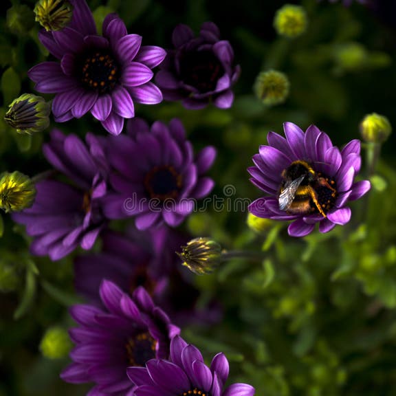 Fat bee stock image. Image of daisy, petals, lilla, garden - 19568613