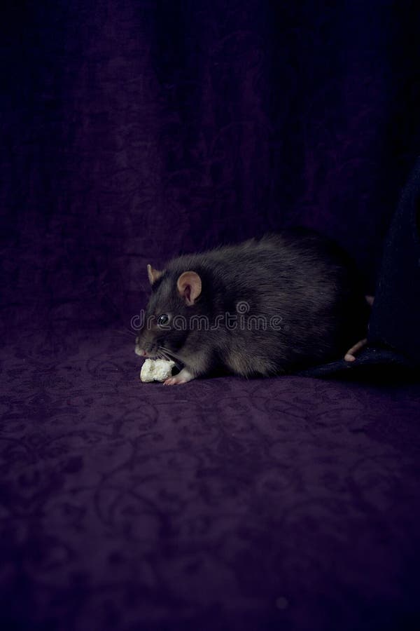 A Fat Berkshire Standard Rat Eats Popcorn Stock Photo - Image of ...