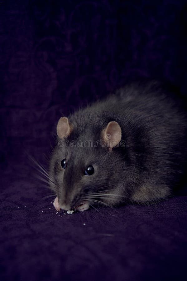 A Fat Berkshire Standard Rat Eats Popcorn Stock Image - Image of home ...