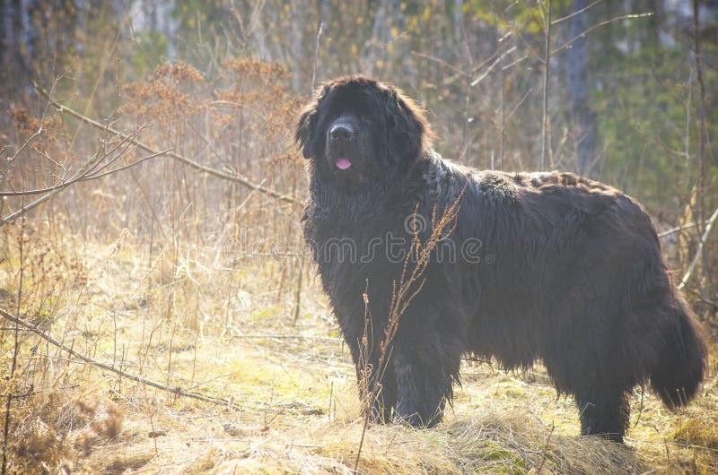 Fat Big Dog Posing in a Field Stock Image - Image of field, long: 68850505