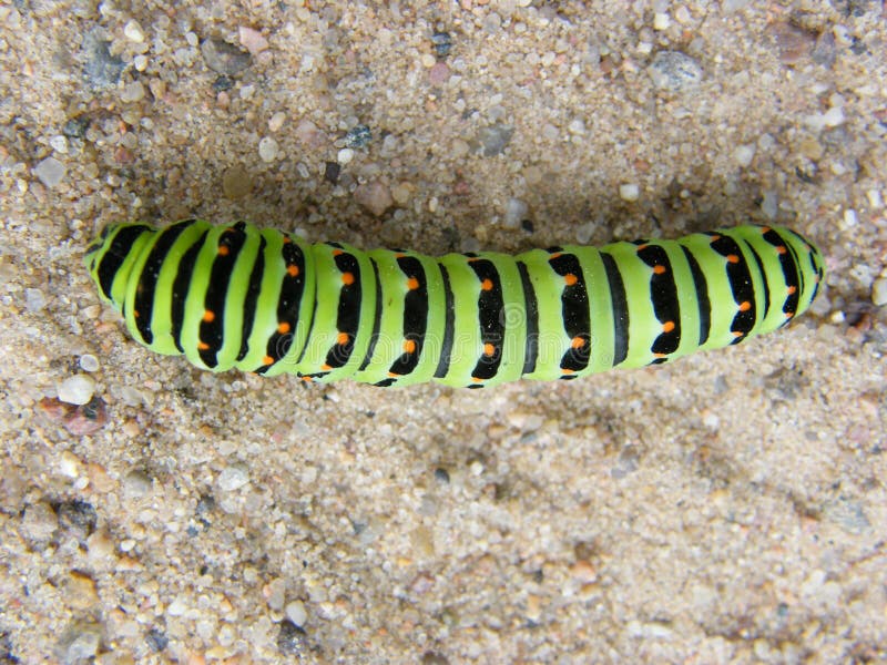 A fat big larva stock image. Image of wool, stripes, larva - 49541669