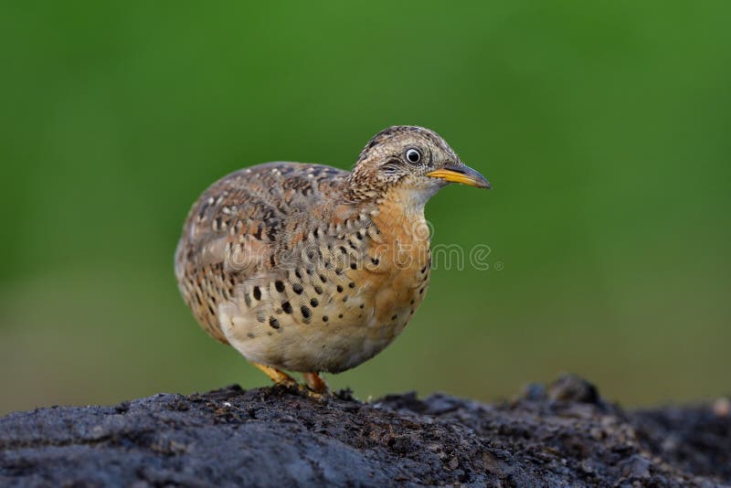 Fat Bird on the Dirt High with Soft Lighting and Green Environment ...