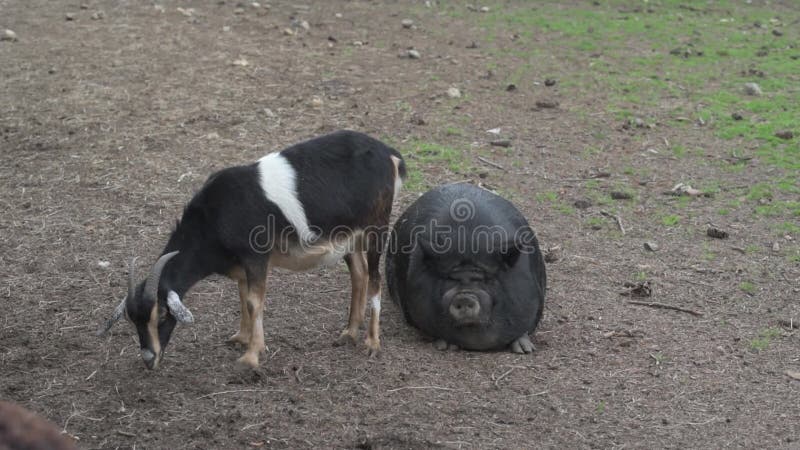 Fat Black Pig Sitting on the Ground and Little Goat Standing on Back ...