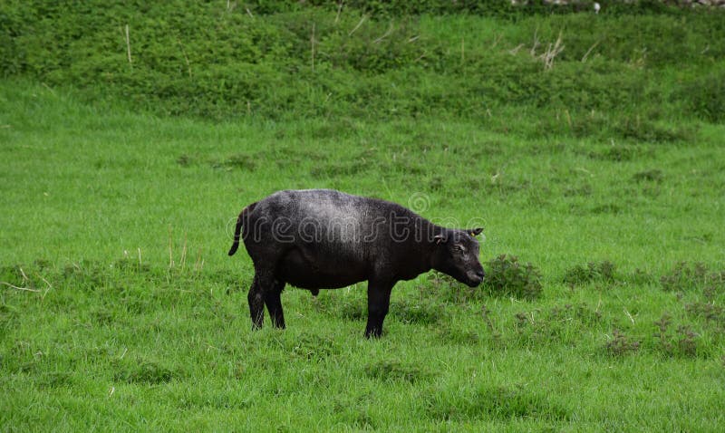 Fat Black Sheep in a Grass Field Stock Photo - Image of white ...