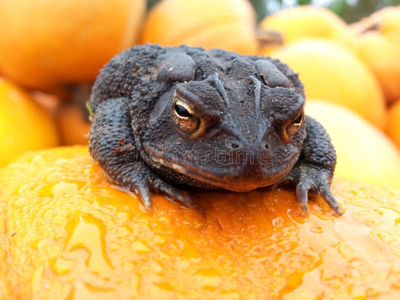 Fat black toad stock photo. Image of warts, toad, pumpkin - 64826252
