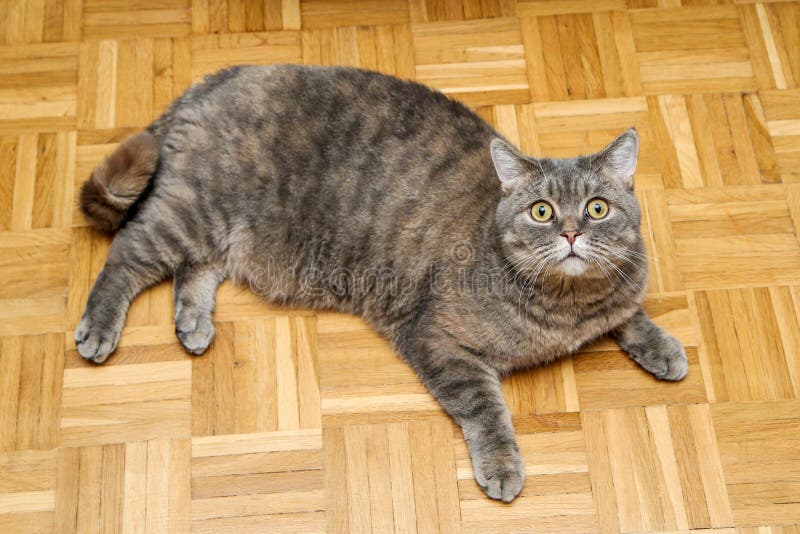 A Fat British Cat on the Floor Stock Photo - Image of dumb, mammal ...