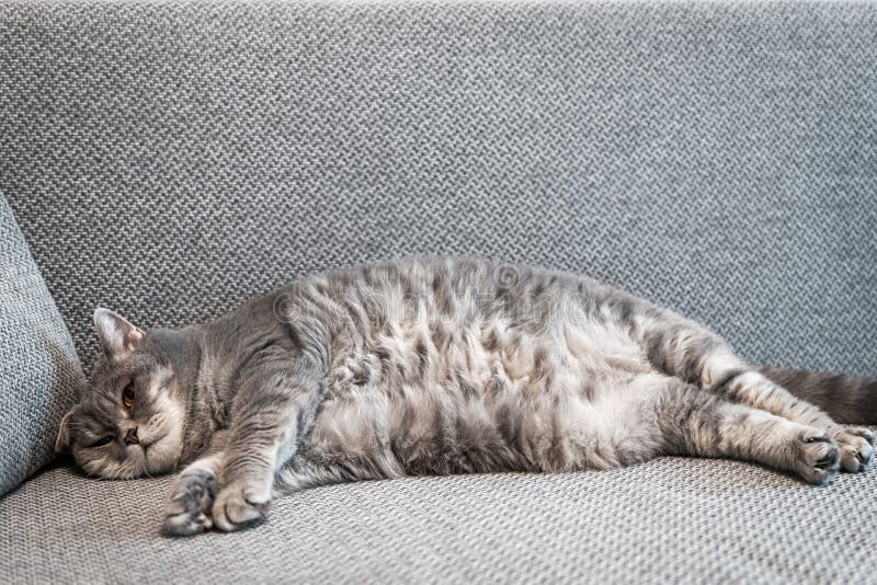 Fat British Cat Lies on the Couch and Takes Stock Image - Image of sofa ...