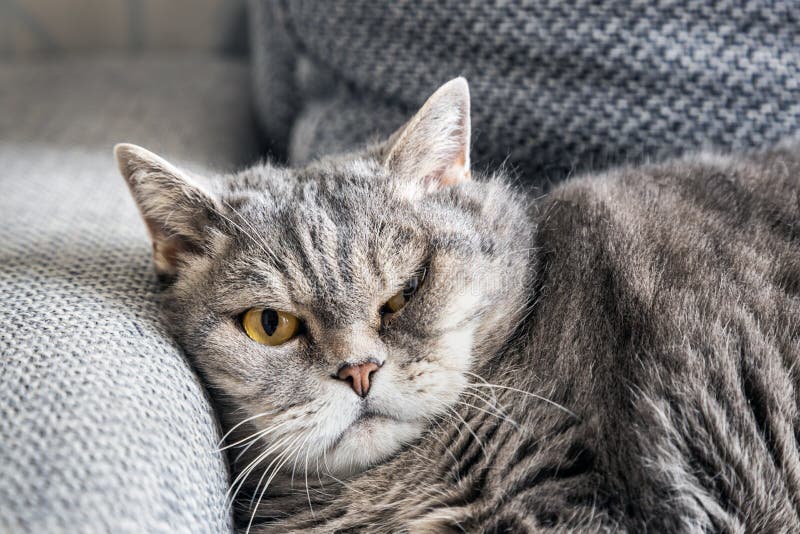 Fat British Cat Lies on the Couch and Takes Stock Image - Image of ...