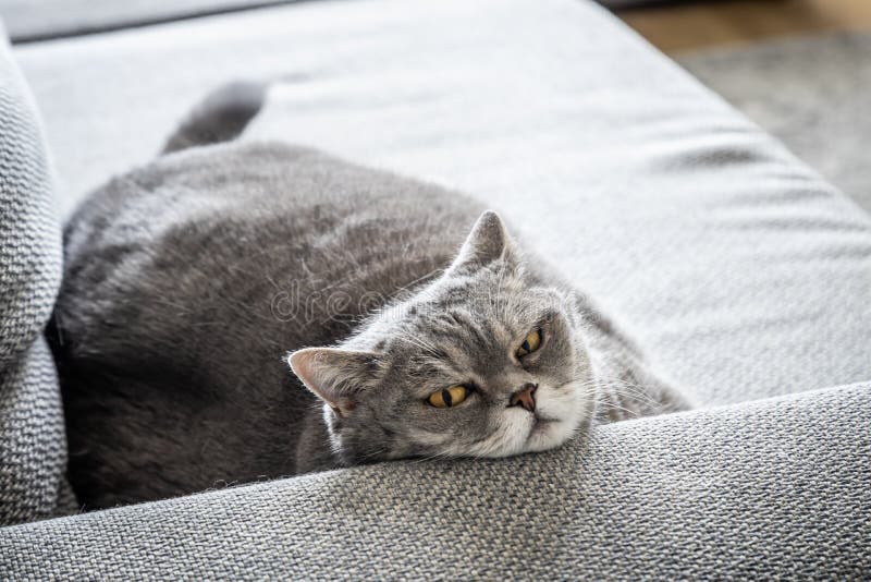 Fat British Cat Lies on the Couch and Takes Stock Image - Image of face ...