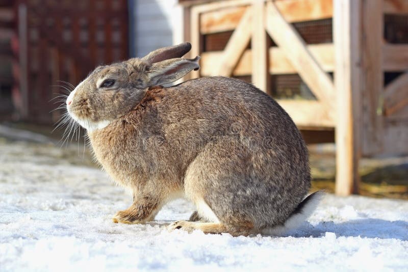 Fat brown hare stock image. Image of soft, ears, mammal - 29280727