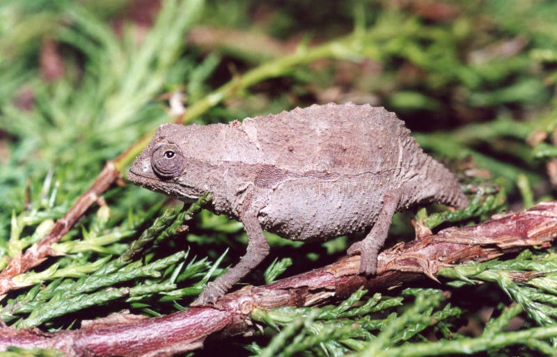Fat Brown Lizard on a Branch Stock Photo - Image of branch, germany ...